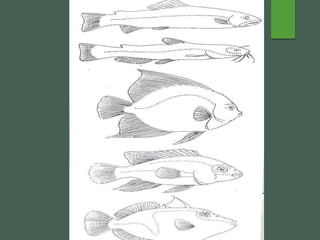 Anatomy of External Organs of the Fishes | PPTX