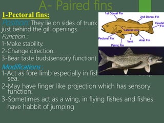 Anatomy of External Organs of the Fishes | PPTX
