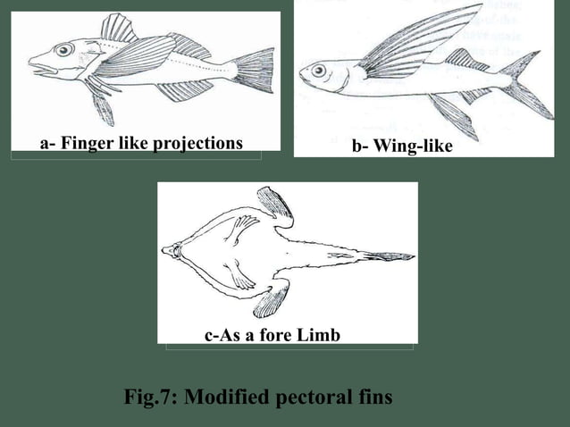 Anatomy of External Organs of the Fishes | PPTX
