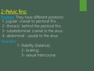 Anatomy of External Organs of the Fishes | PPTX