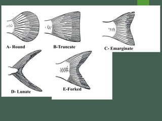 Anatomy of External Organs of the Fishes | PPTX