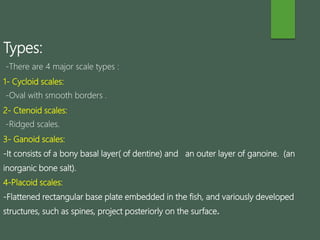 Anatomy of External Organs of the Fishes | PPTX