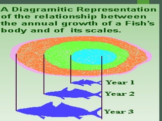 Anatomy of External Organs of the Fishes | PPTX