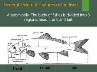Anatomy of External Organs of the Fishes | PPTX