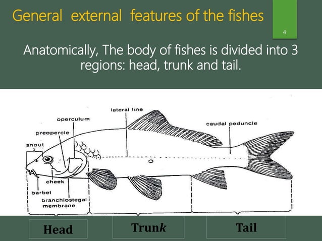 Anatomy of External Organs of the Fishes | PPTX