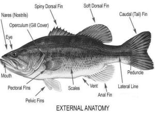 Anatomy of External Organs of the Fishes | PPTX