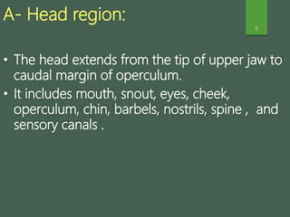 Anatomy of External Organs of the Fishes | PPTX