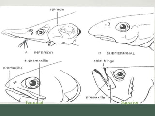 Anatomy of External Organs of the Fishes | PPTX