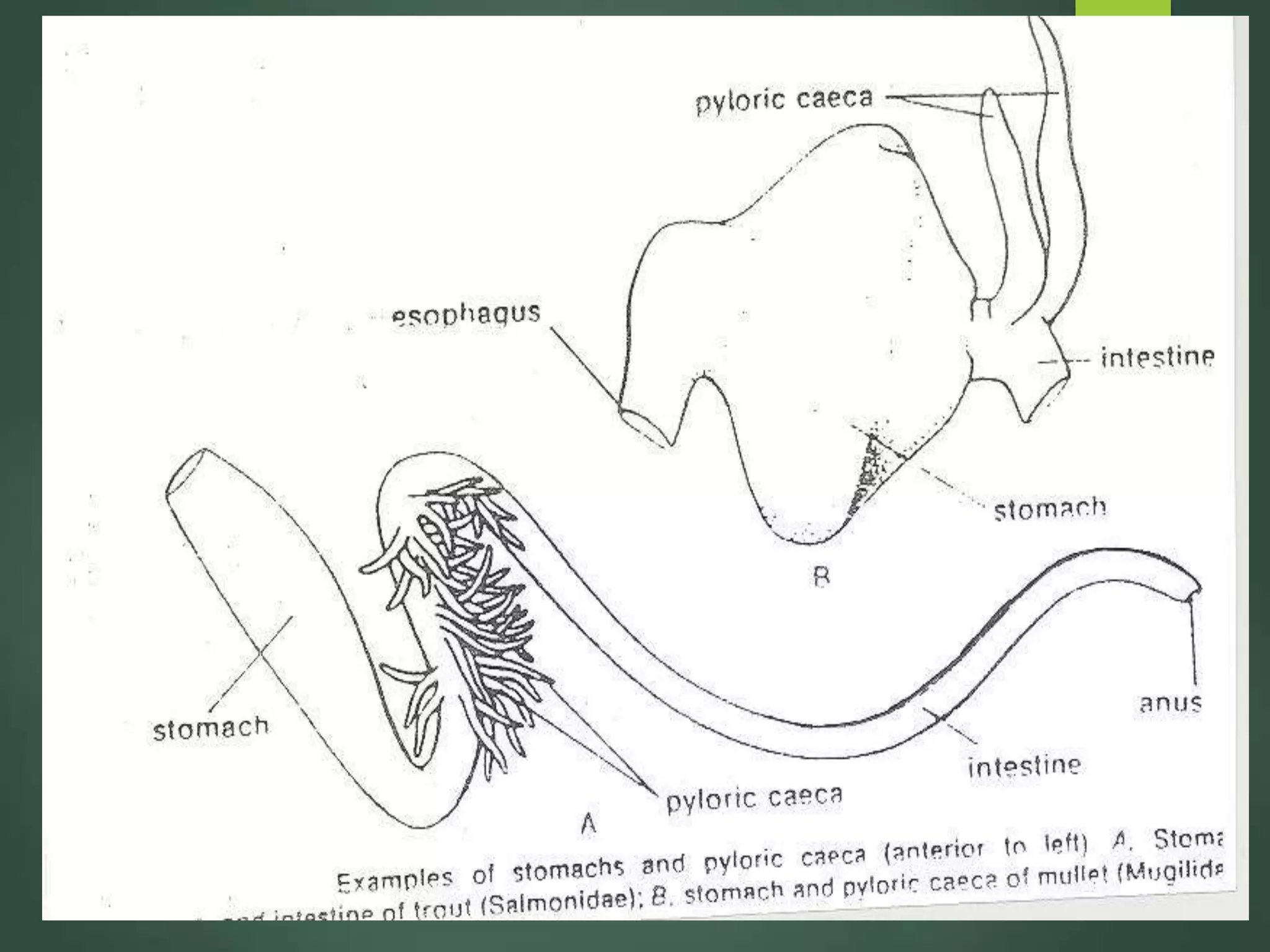 Veterinary Anatomy of Internal Organs of the Fishes | PPT