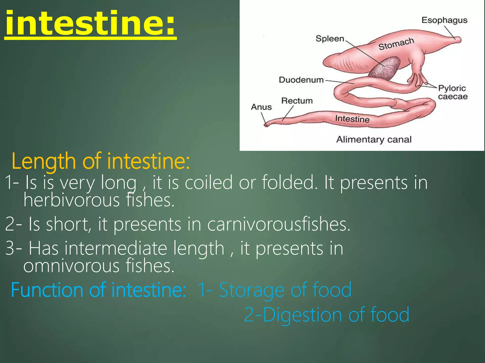 Veterinary Anatomy of Internal Organs of the Fishes | PPT