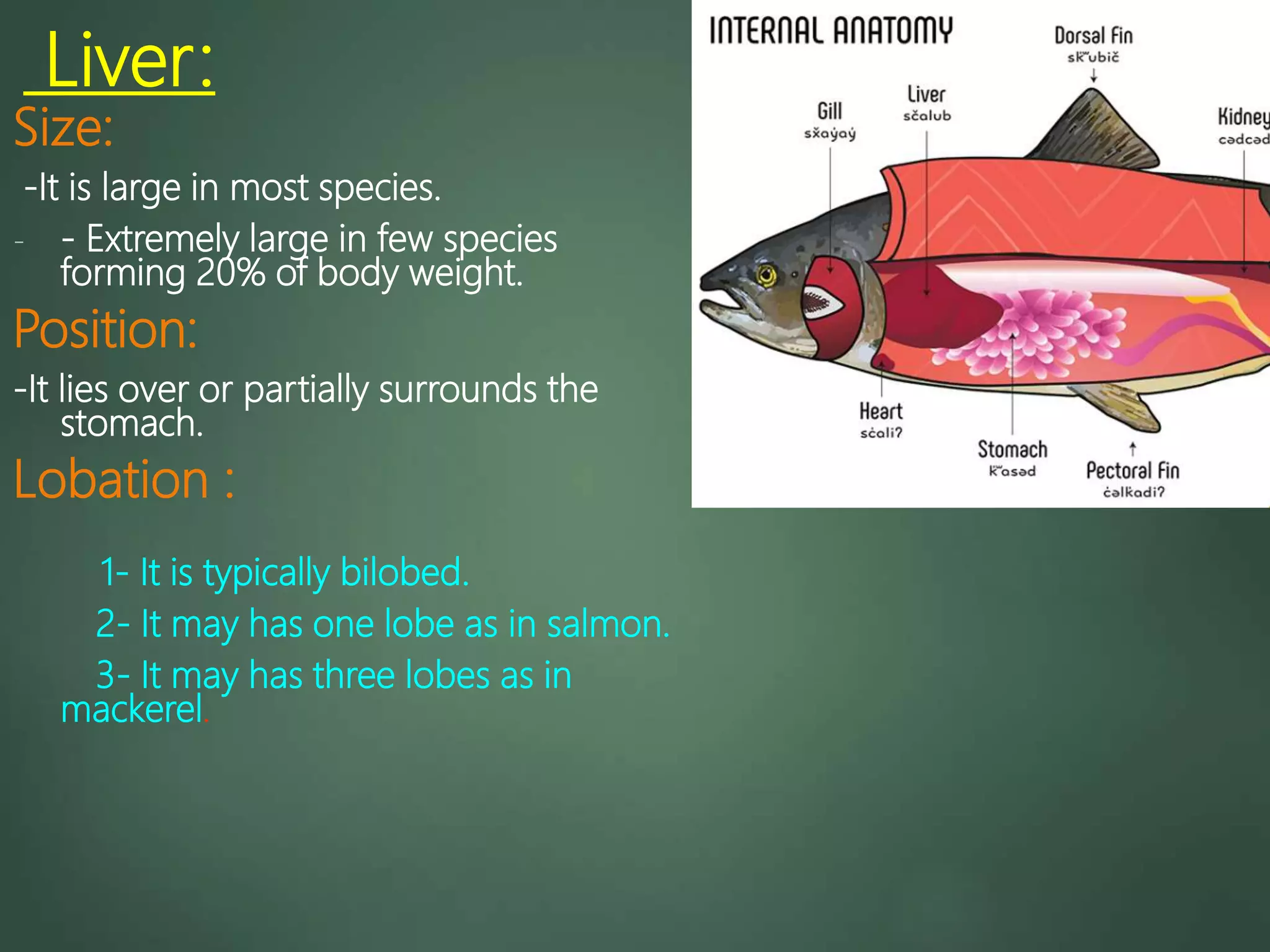 Veterinary Anatomy of Internal Organs of the Fishes | PPT
