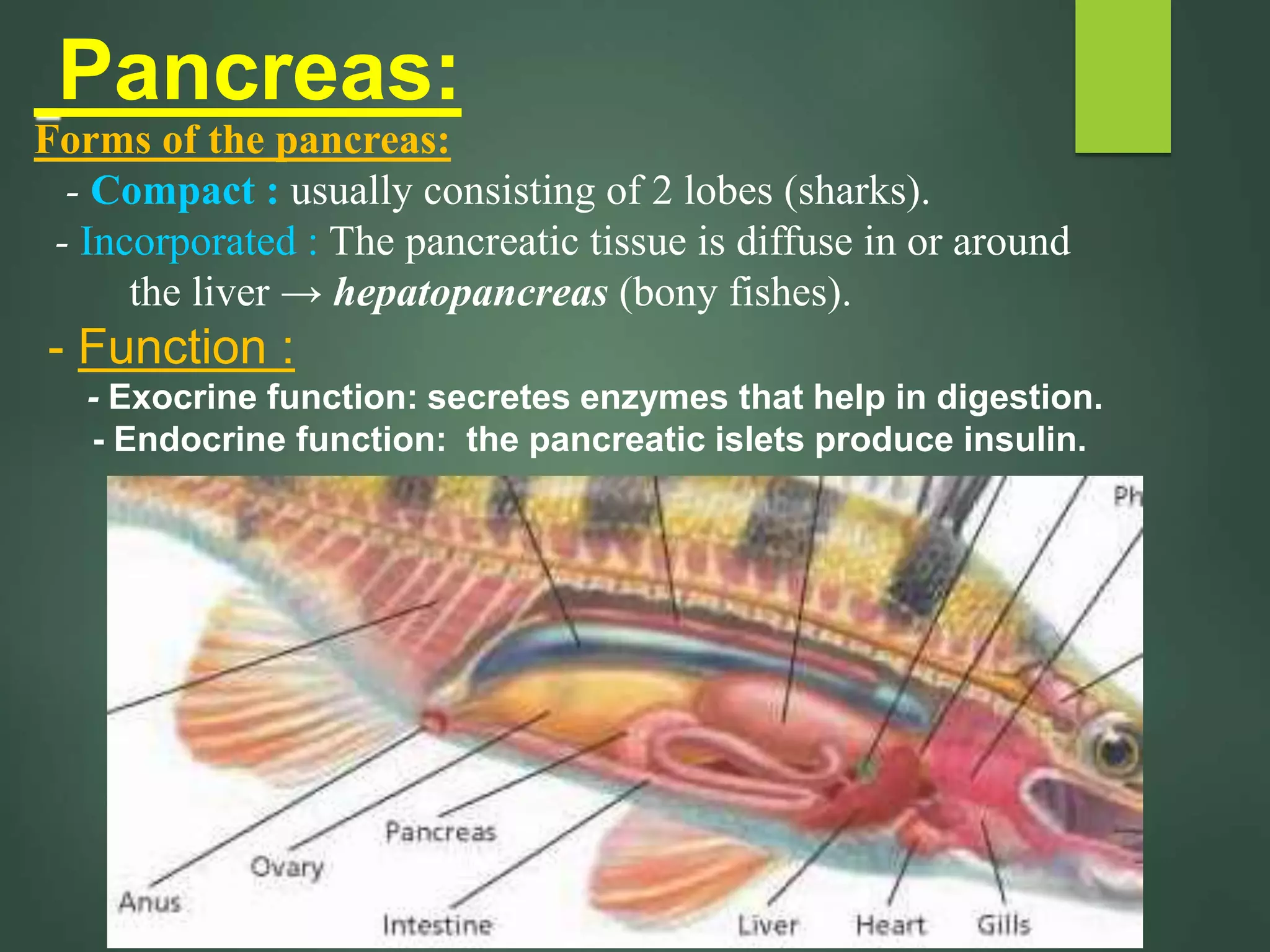 Veterinary Anatomy of Internal Organs of the Fishes | PPT