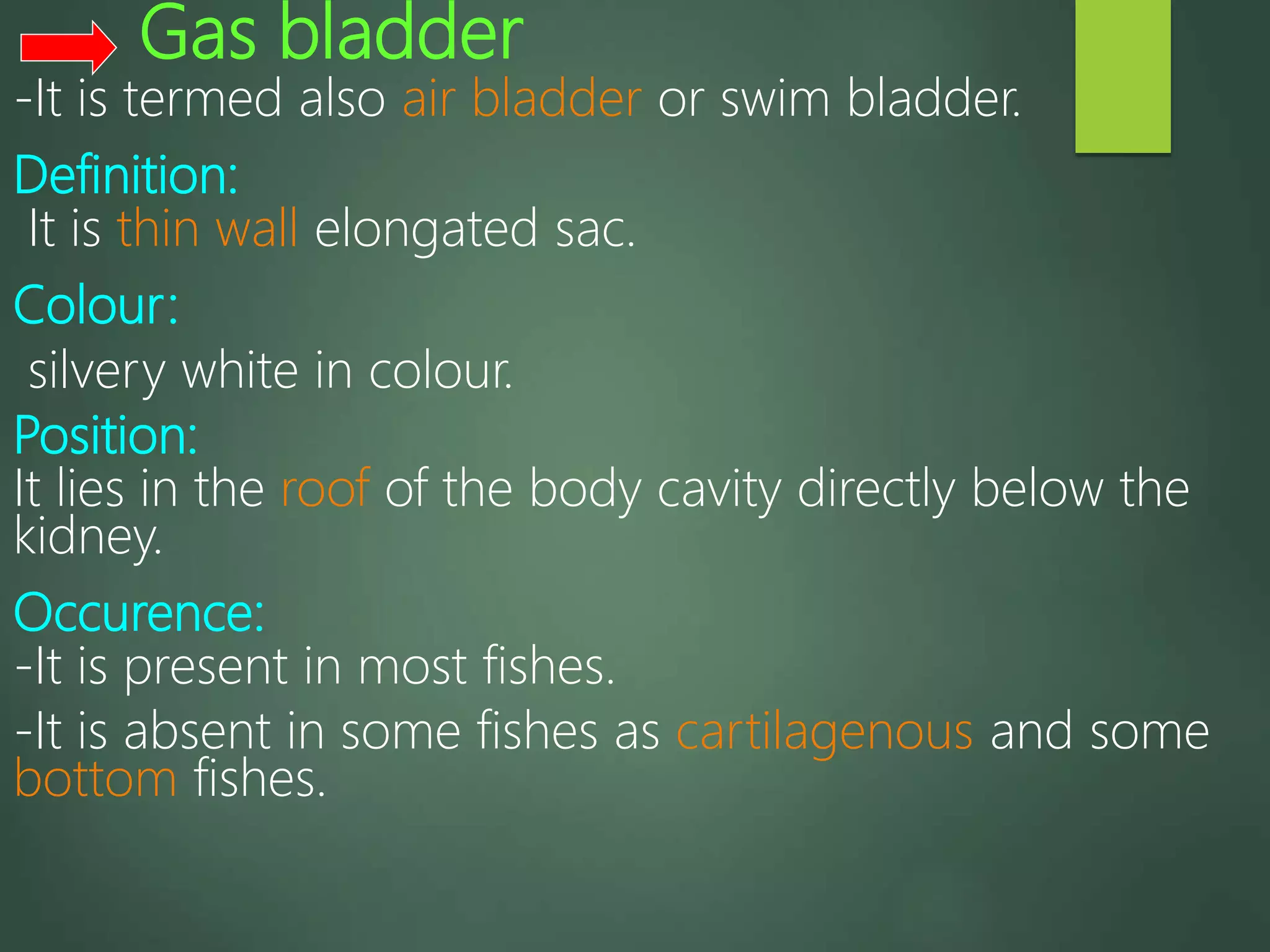 Veterinary Anatomy of Internal Organs of the Fishes | PPT