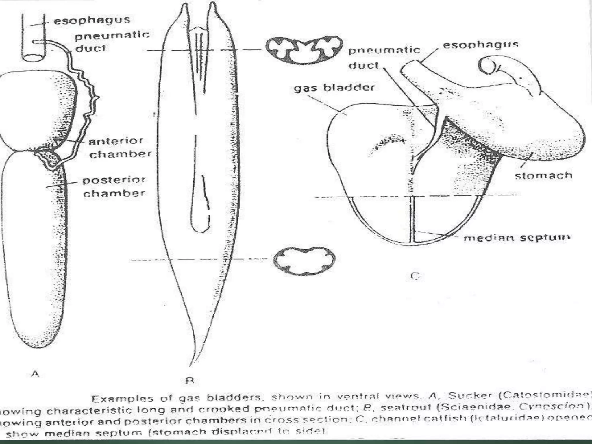 Veterinary Anatomy of Internal Organs of the Fishes | PPT