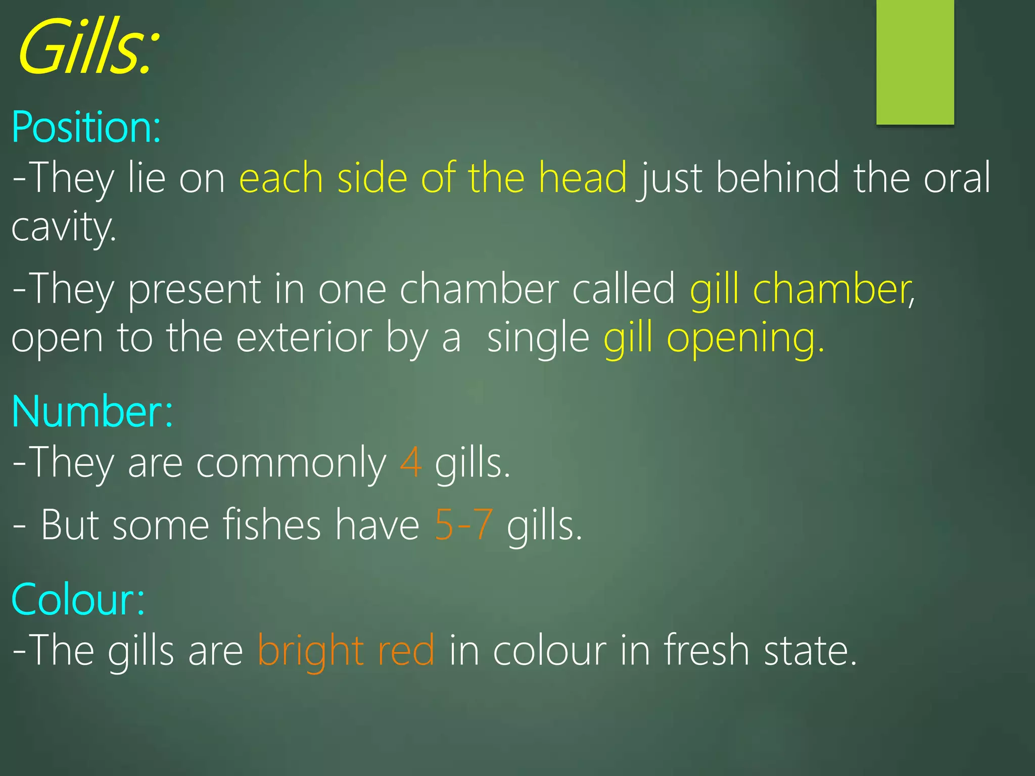 Veterinary Anatomy of Internal Organs of the Fishes | PPT
