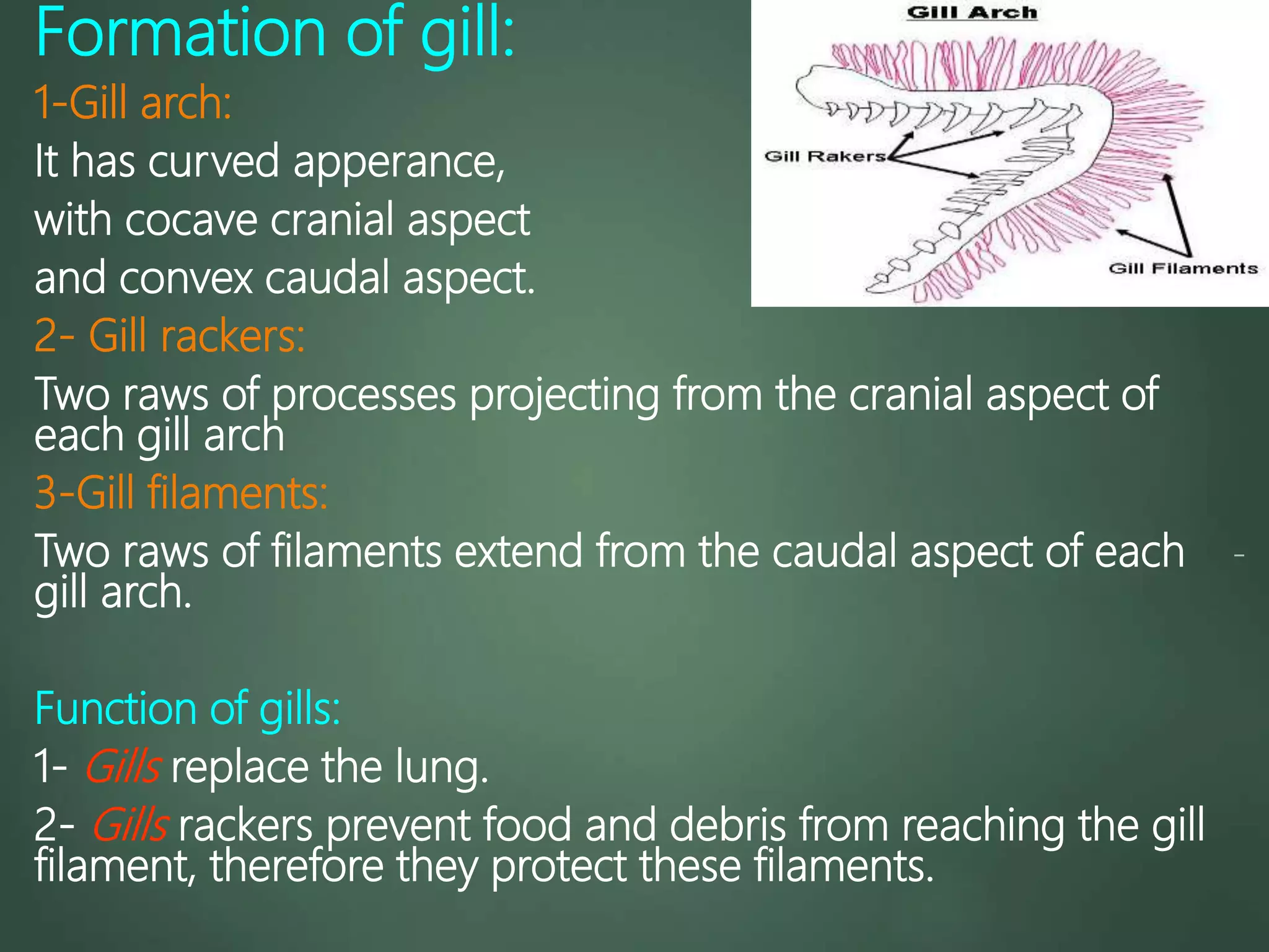 Veterinary Anatomy of Internal Organs of the Fishes | PPT