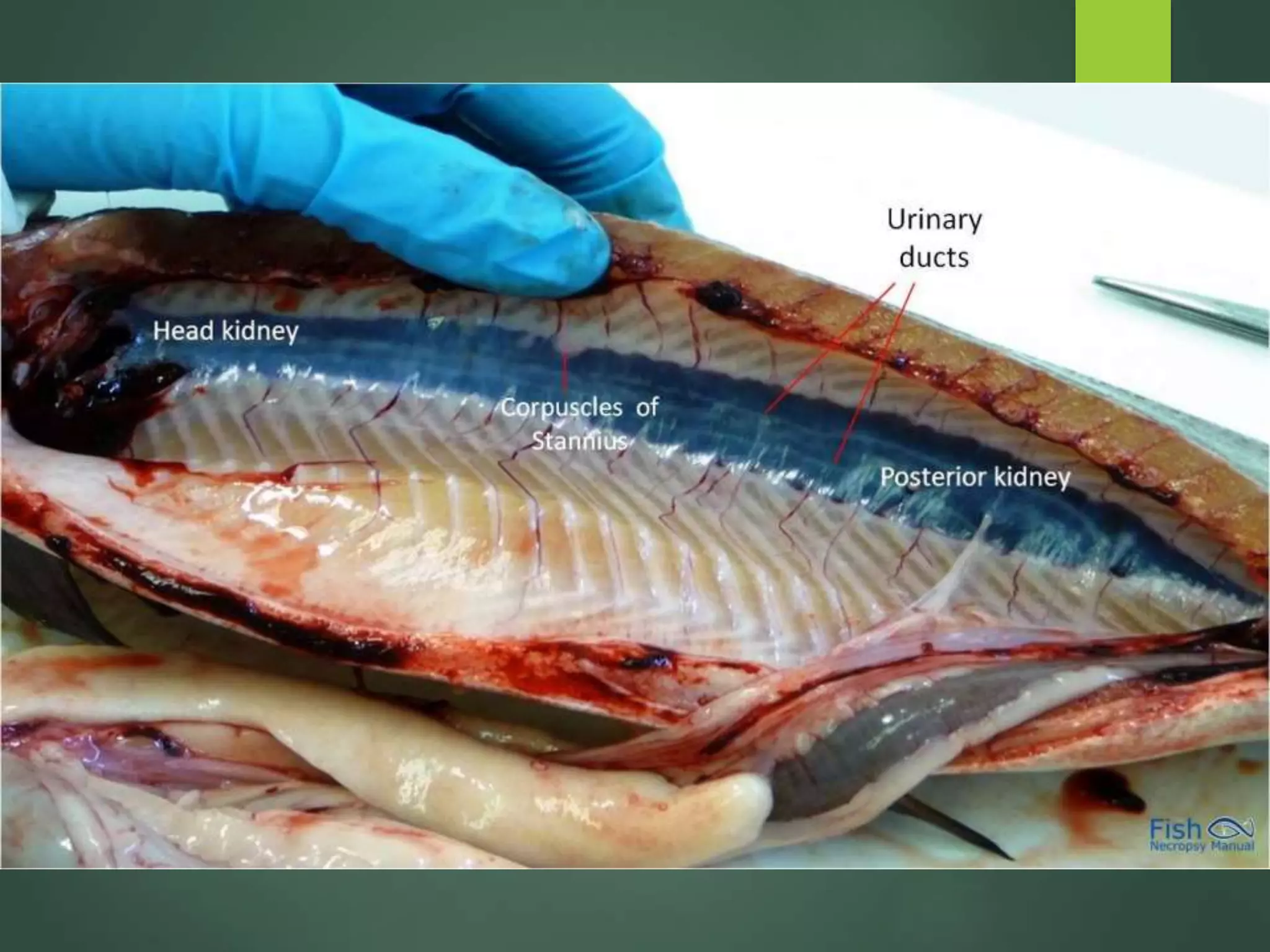 Veterinary Anatomy of Internal Organs of the Fishes | PPT
