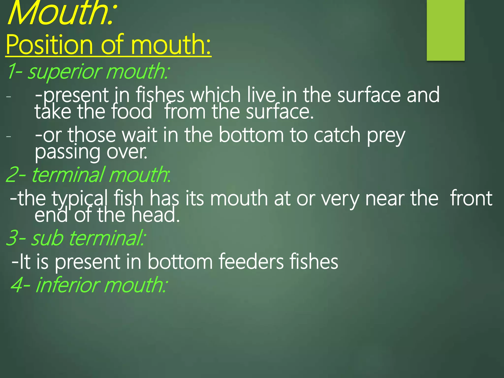 Veterinary Anatomy of Internal Organs of the Fishes | PPT