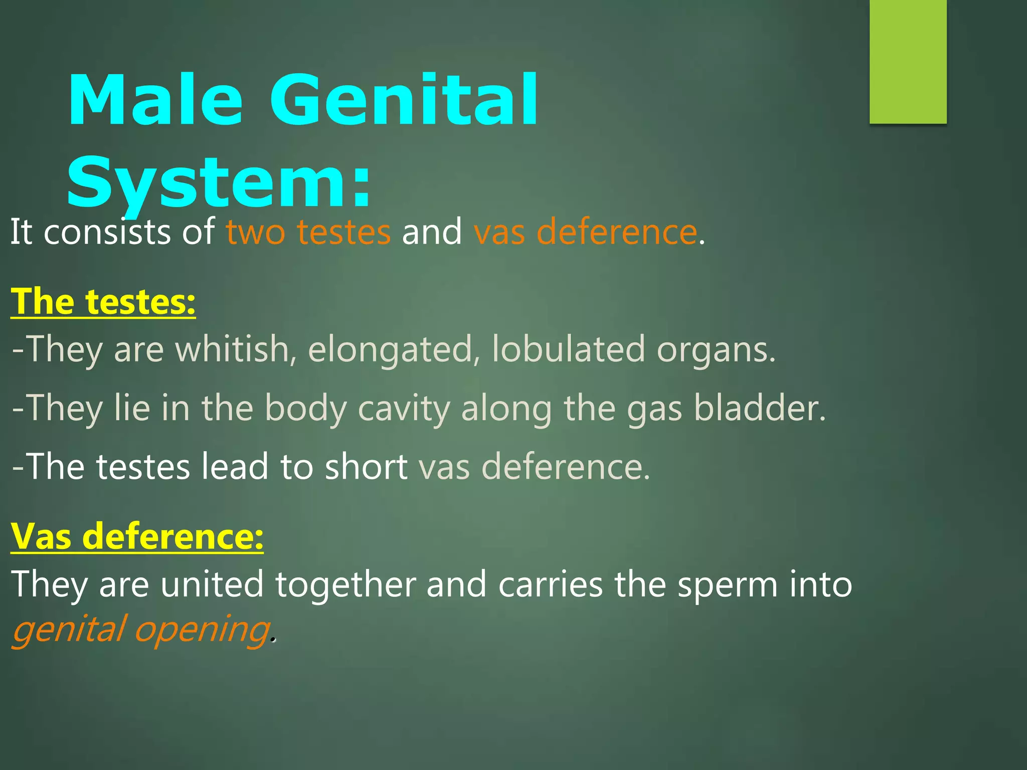 Veterinary Anatomy of Internal Organs of the Fishes | PPT