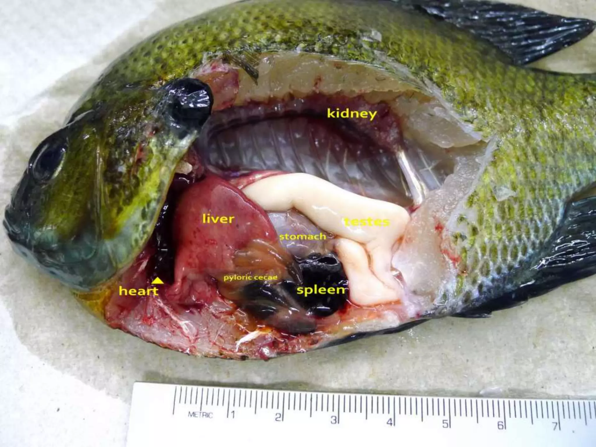 Veterinary Anatomy of Internal Organs of the Fishes | PPT