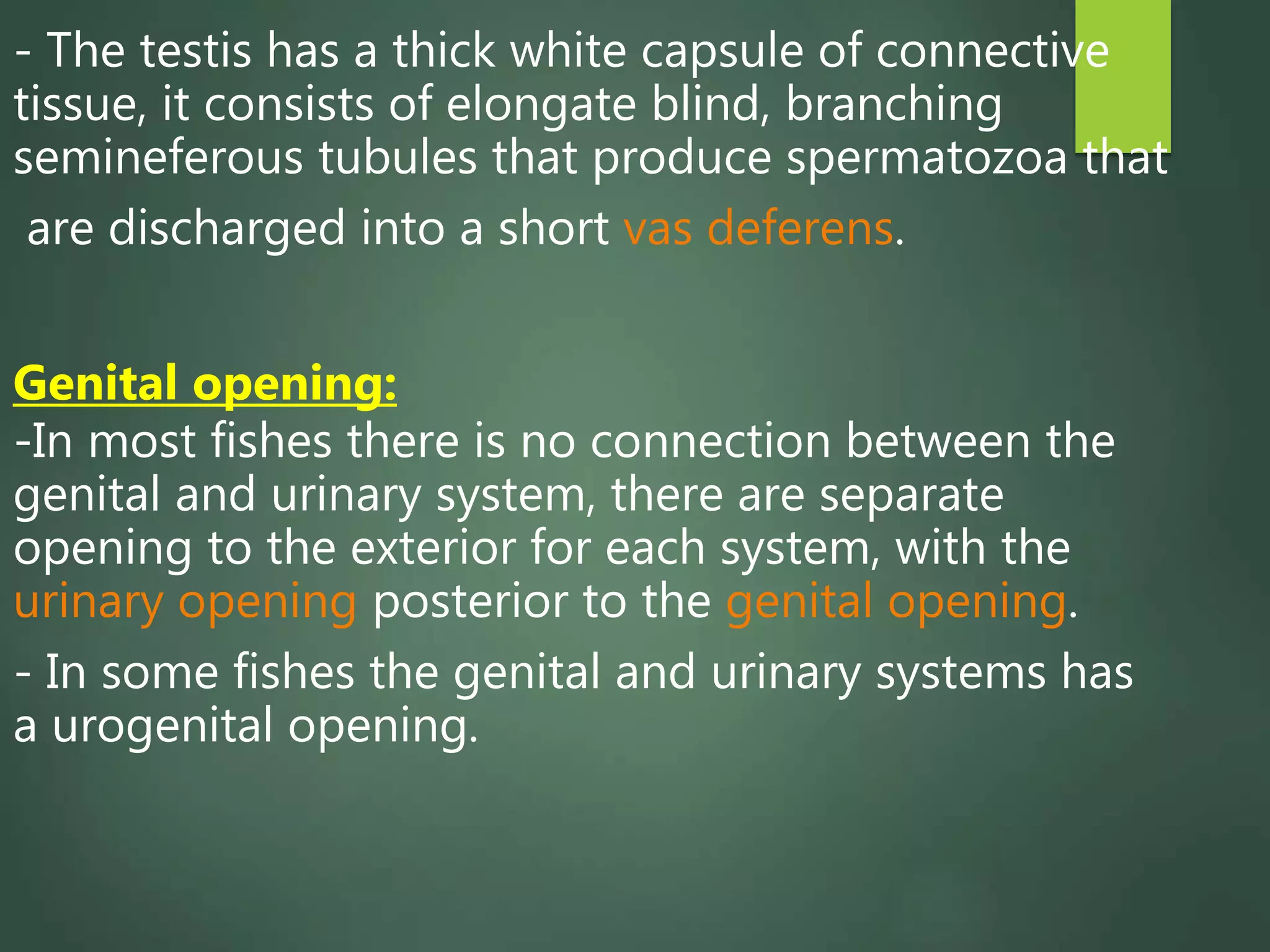 Veterinary Anatomy of Internal Organs of the Fishes | PPT