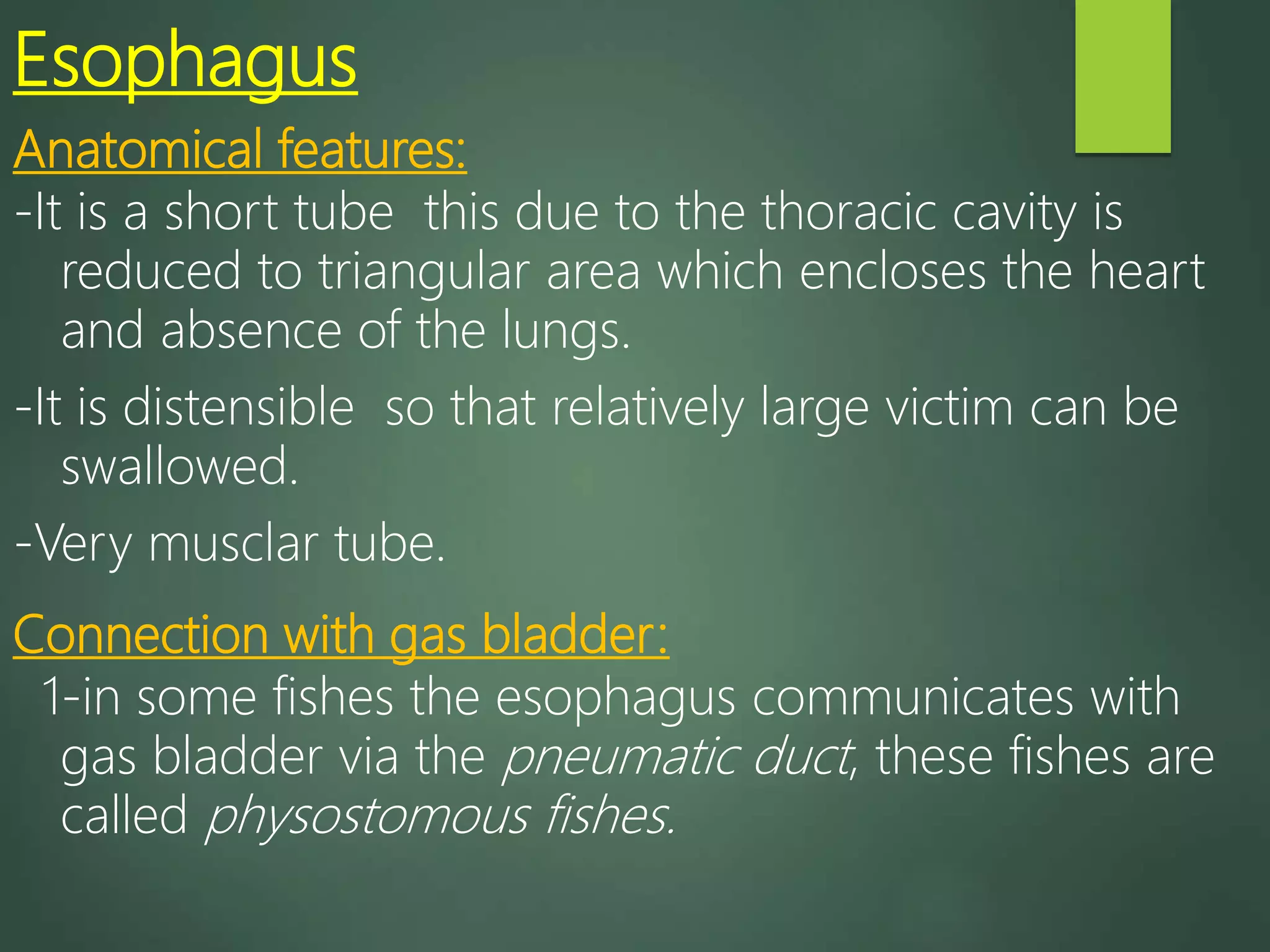 Veterinary Anatomy of Internal Organs of the Fishes | PPT