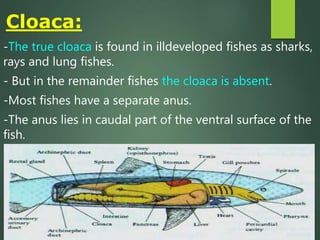 Veterinary Anatomy of Internal Organs of the Fishes | PPT
