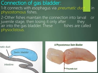 Veterinary Anatomy of Internal Organs of the Fishes | PPT