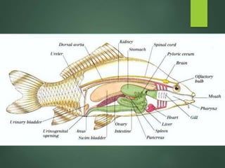 Fish Internal Organs