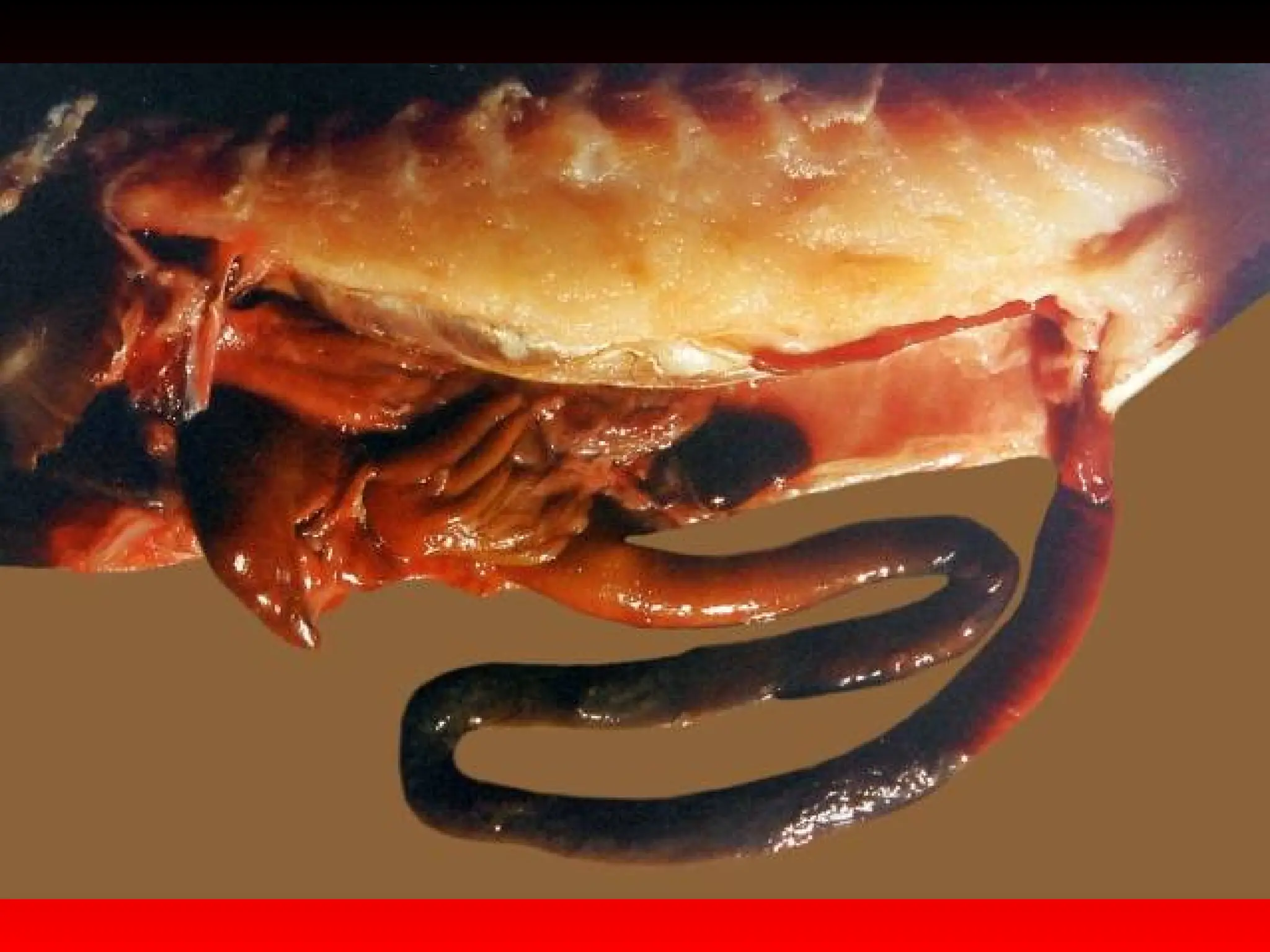 Fish Anatomy review for fish disease.pptx