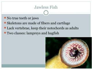 Fish and amphibians notes | PPT