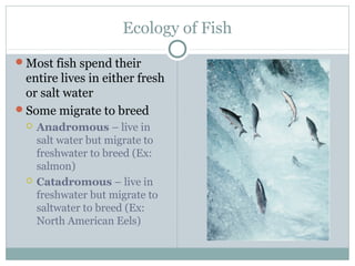 Fish and amphibians notes | PPT