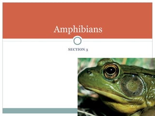 Fish and amphibians notes | PPT