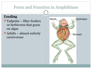Fish and amphibians notes | PPT