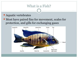 Fish and amphibians notes | PPT