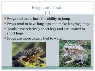 Fish and amphibians notes | PPT