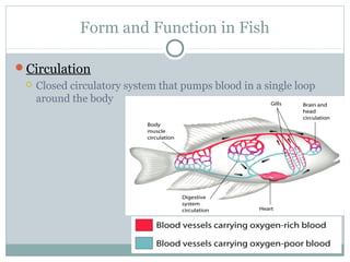 Fish and amphibians notes | PPT