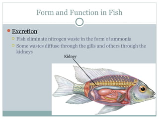 Fish and amphibians notes | PPT