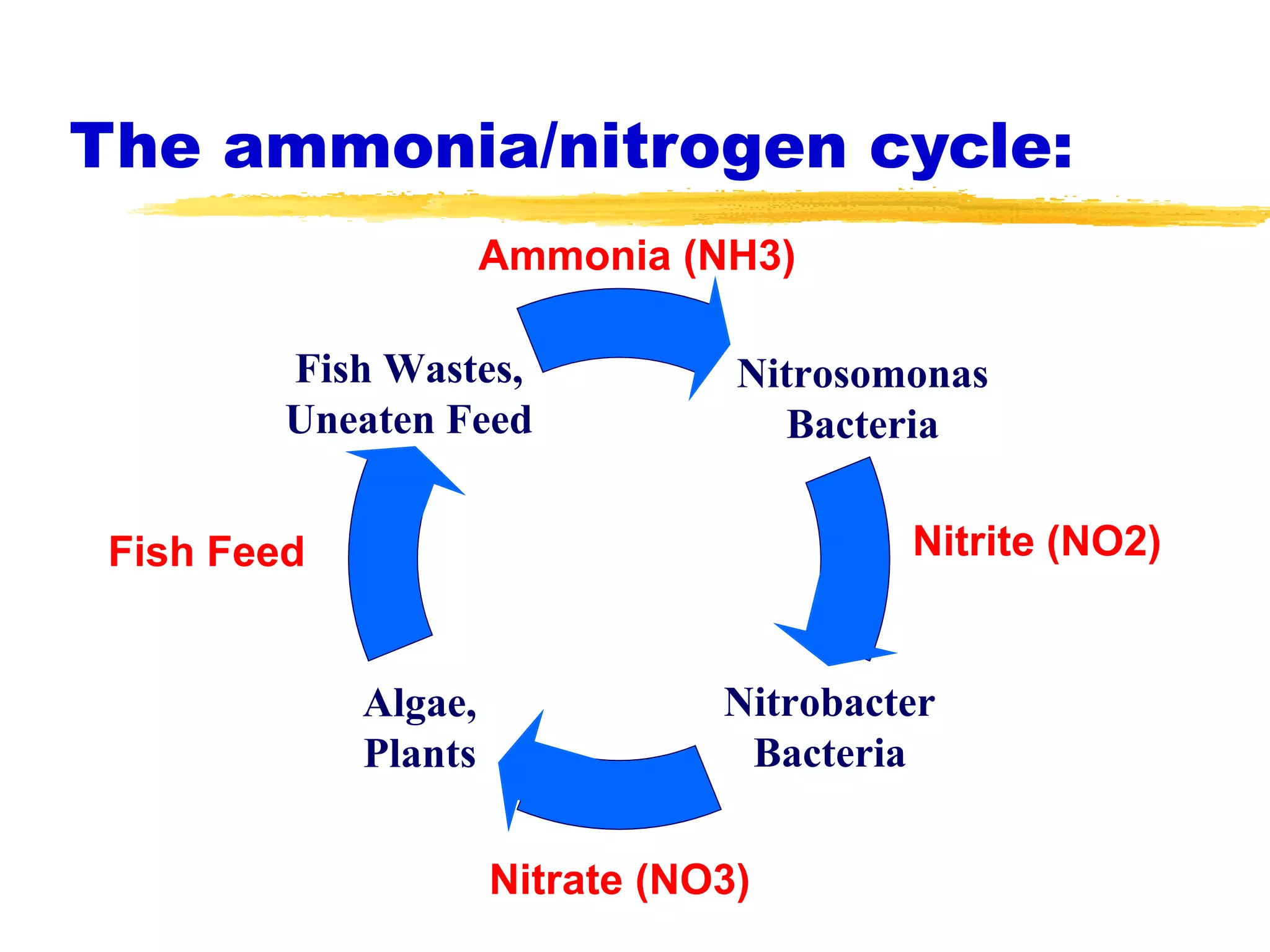 Fish and Bacteria.ppt