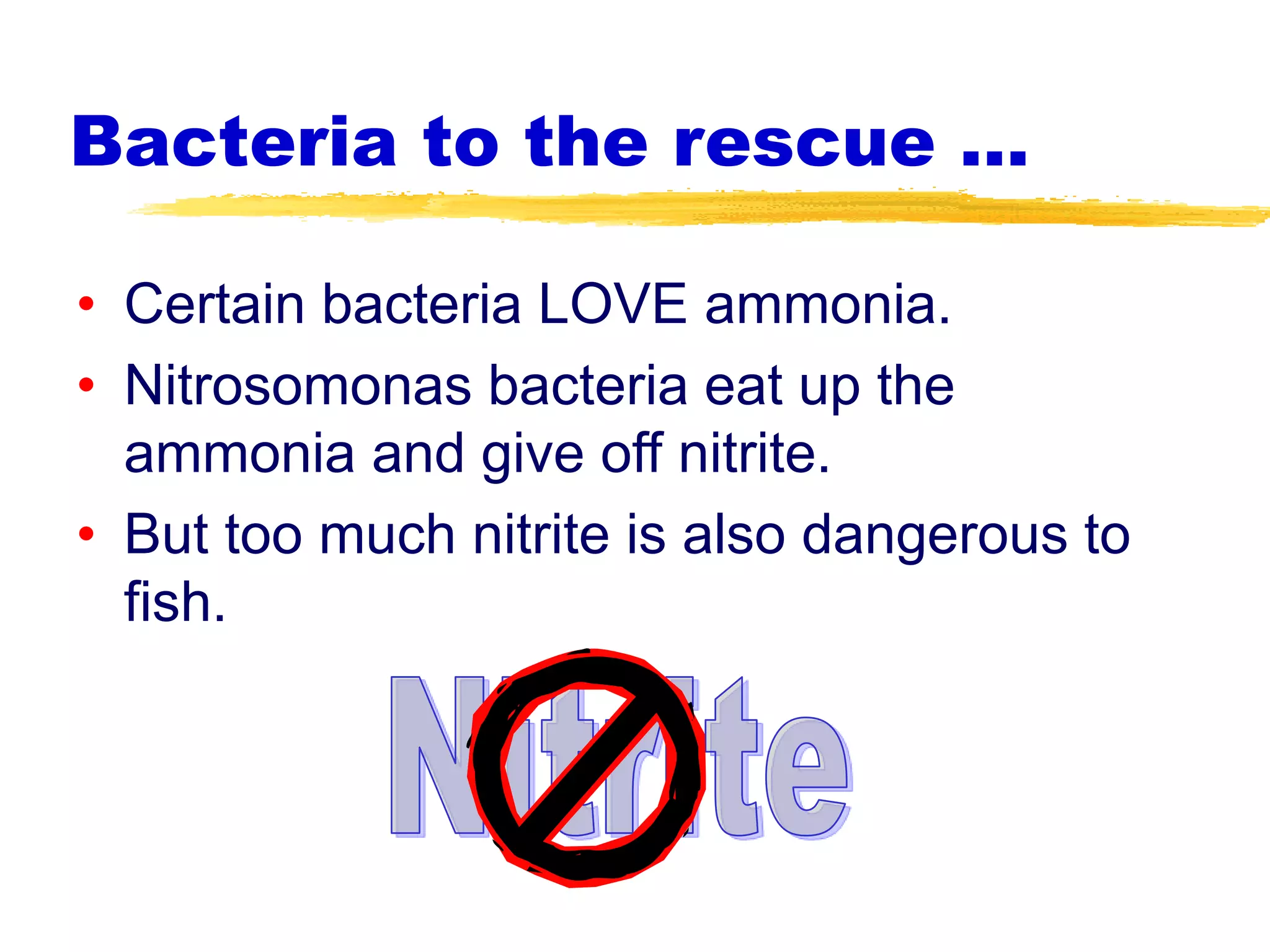 Fish and Bacteria.ppt