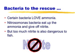 Fish and Bacteria.ppt