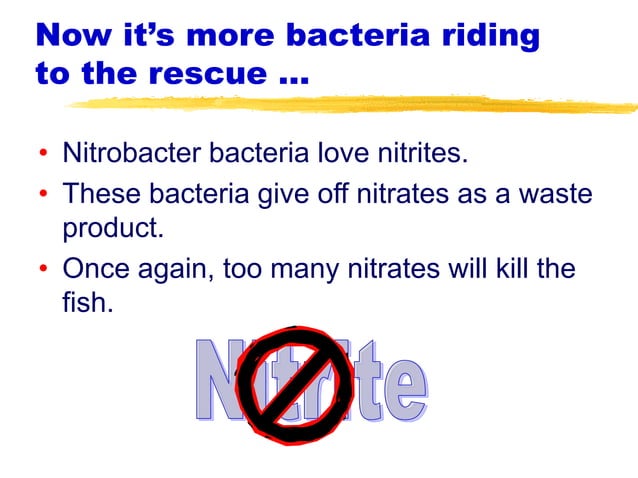 Fish and Bacteria.ppt