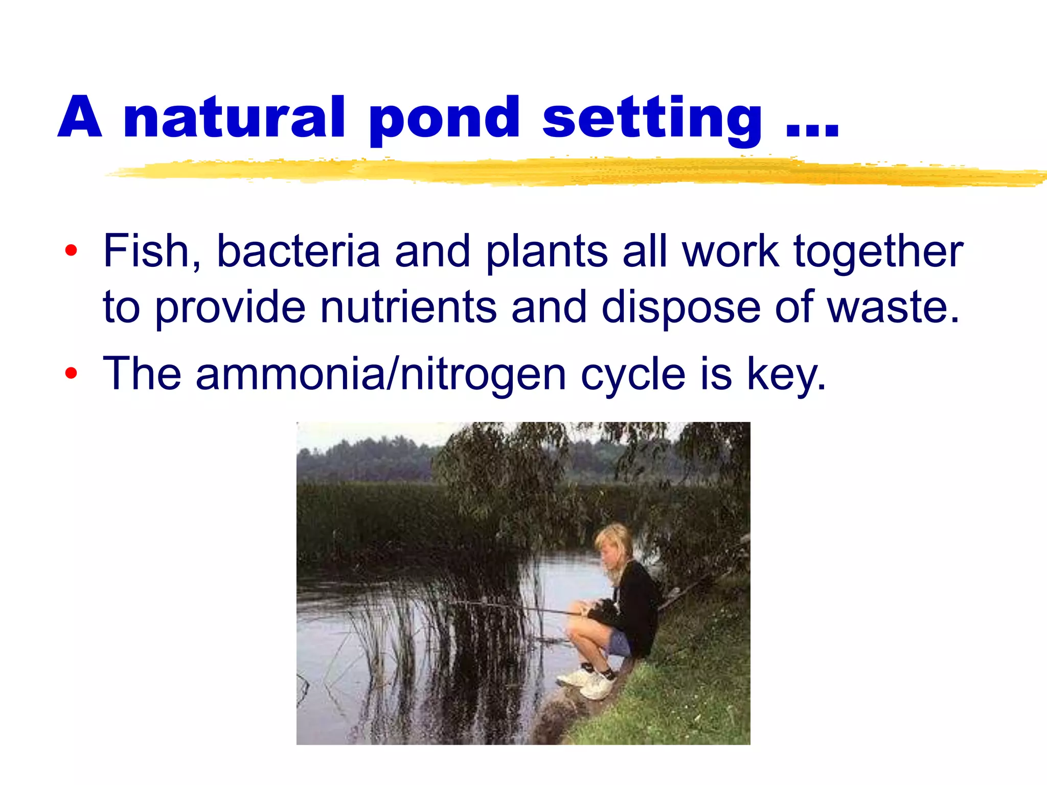 Fish and Bacteria.ppt