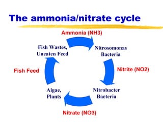 Fish and Bacteria.ppt