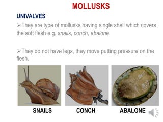 Fish and seafood part 2 | PPTX