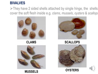Fish and seafood part 2 | PPTX