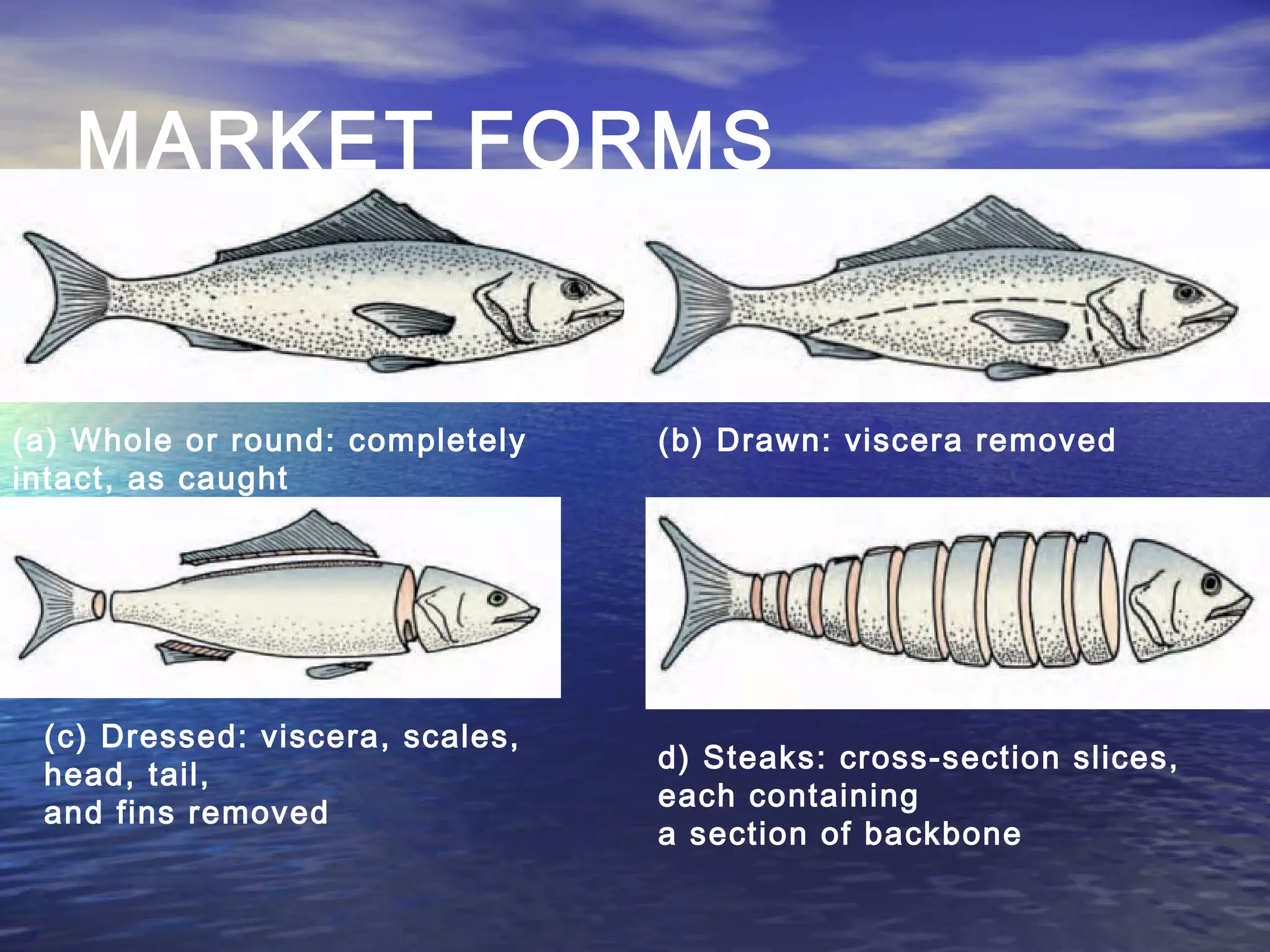 Fish and shellfish | PPT