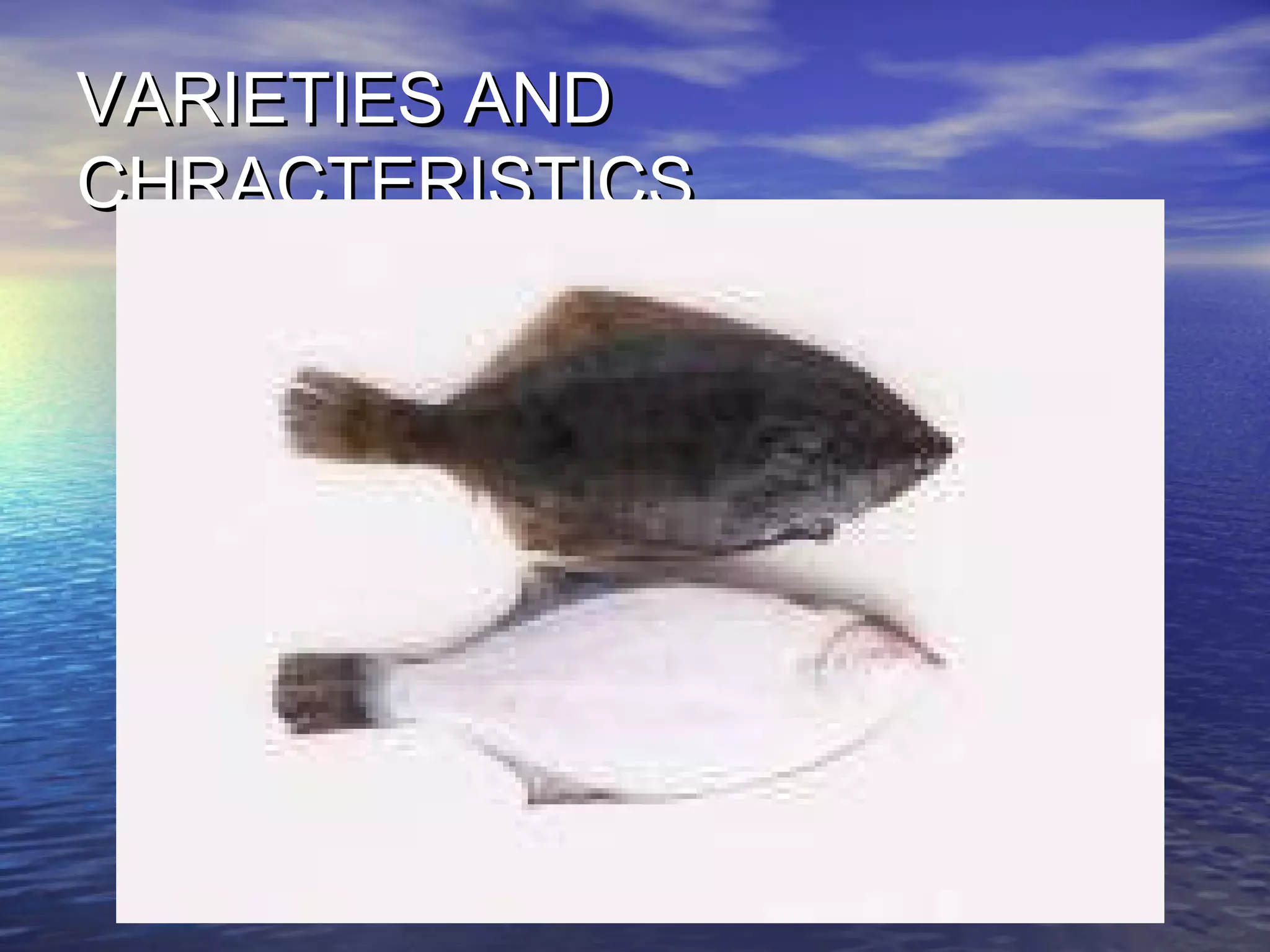 Fish and shellfish | PPT