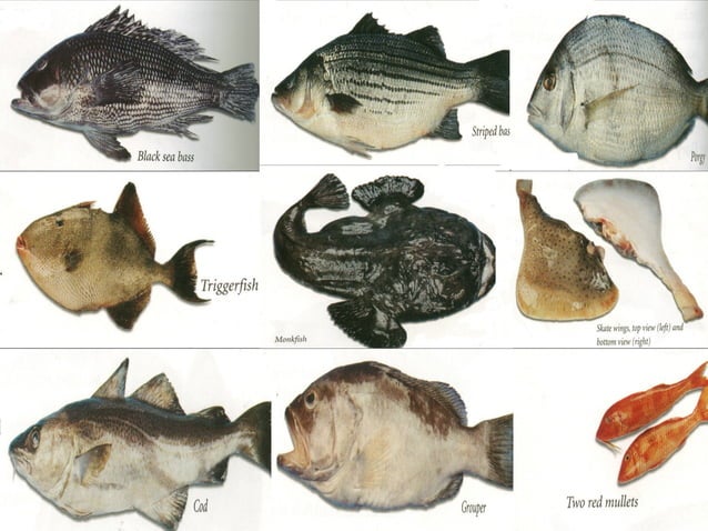 Fish and shellfish | PPT | Fish and Aquariums | Pets