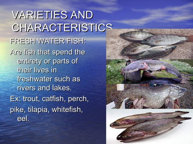 Fish and shellfish | PPT | Fish and Aquariums | Pets
